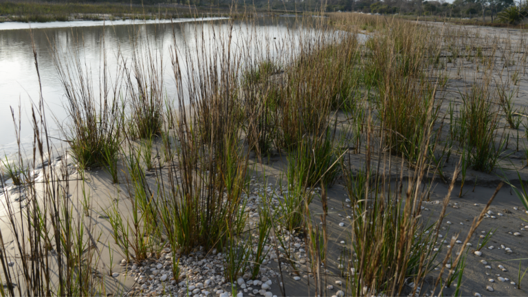 Evaluating the Vulnerability of Indigenous Shell Middens and Marsh ...